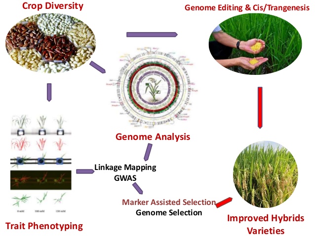 Plant Genomics | Global Events | USA | Europe | Middle East | Asia Pacific